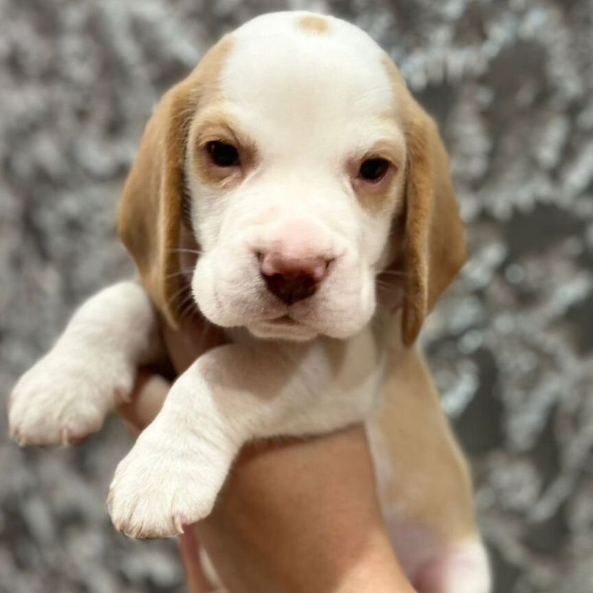 Щенки Бигля с документами