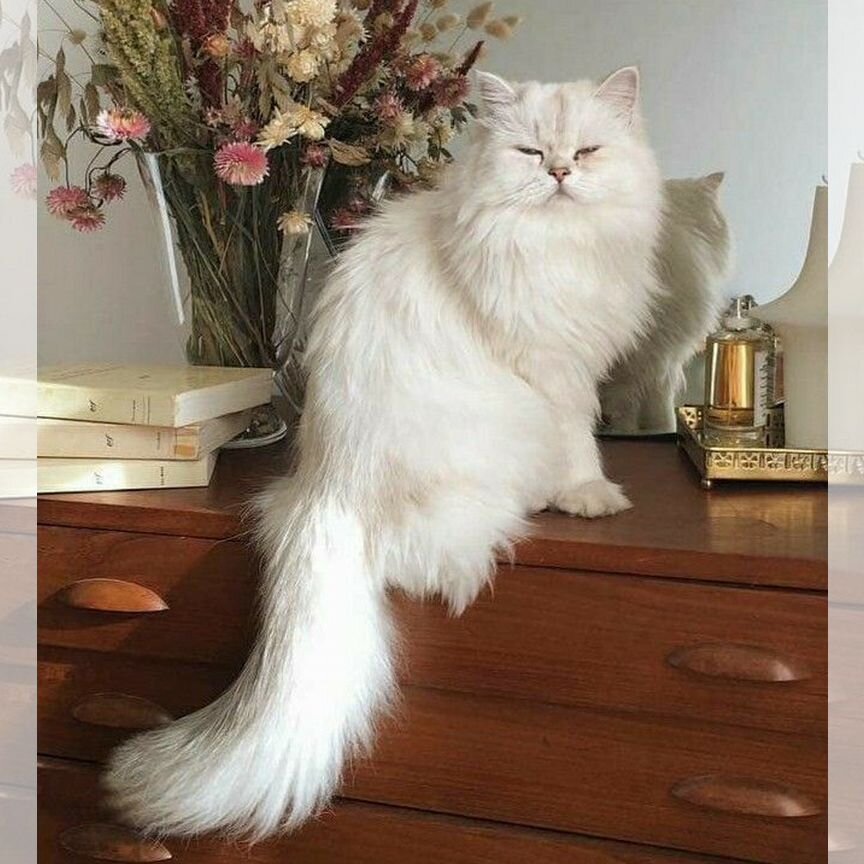 Взрослая кошка в добрые руки