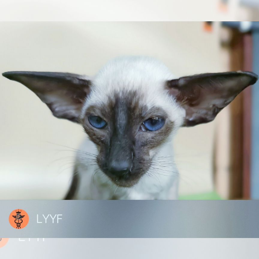 Ориентальный котёнок