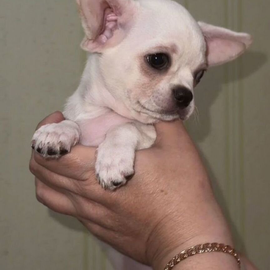 Чихуахуа, щенок