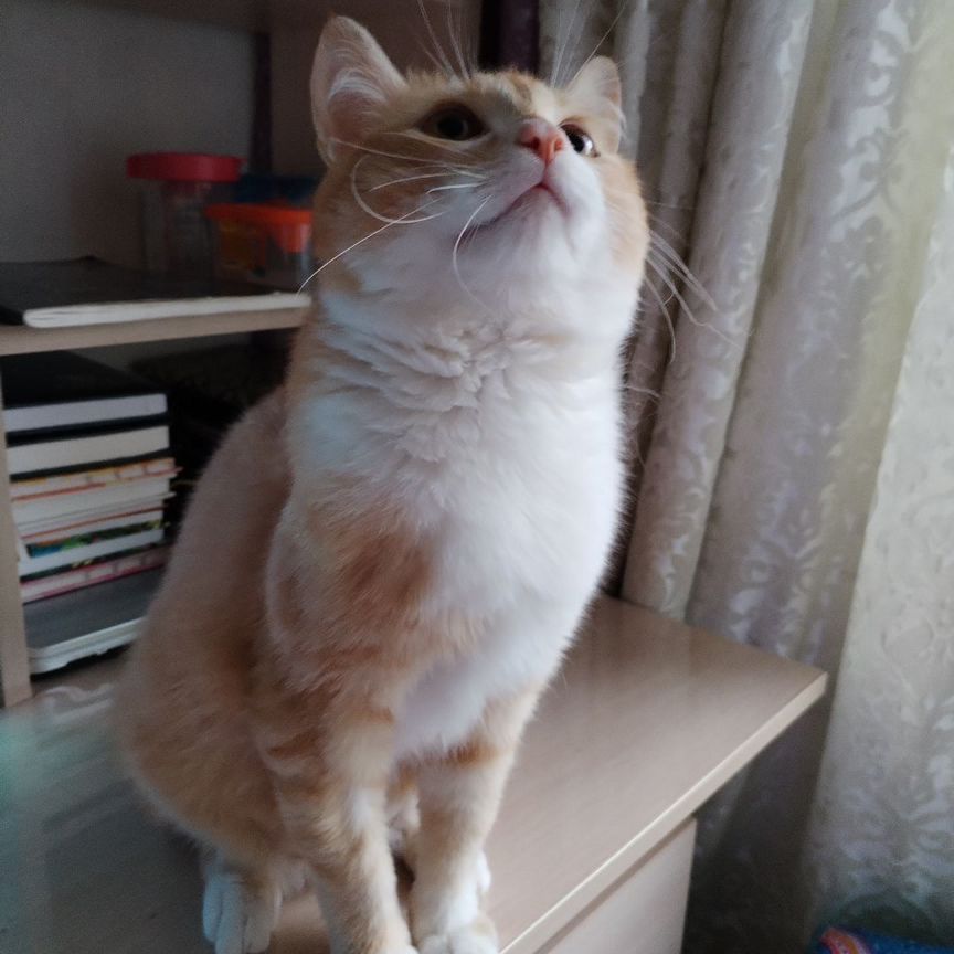Кот метис британца