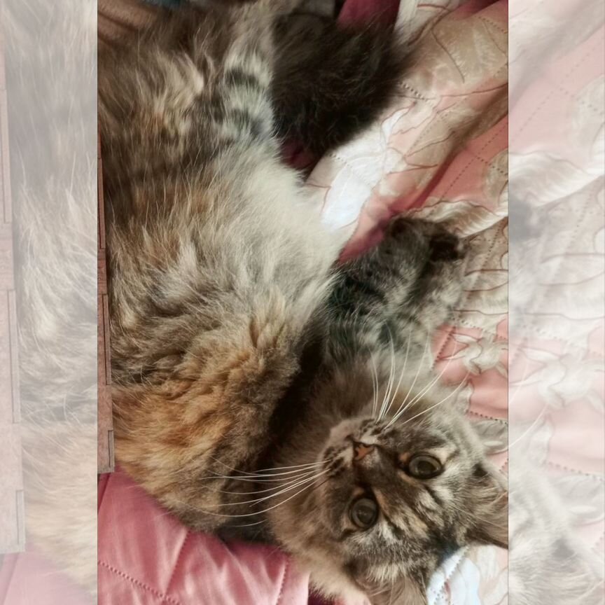 Отдам кошку, милую, добрую очень ласковую