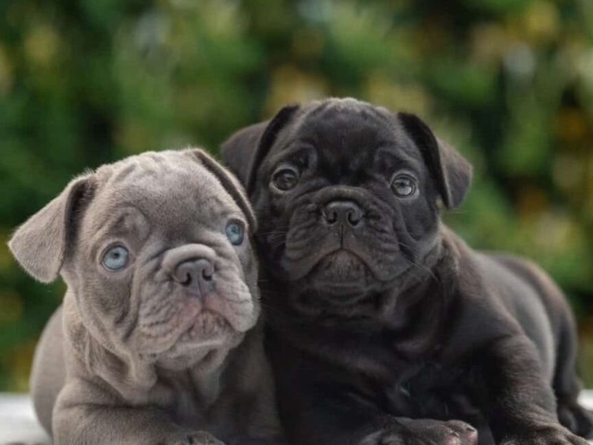 Щенки и собаки