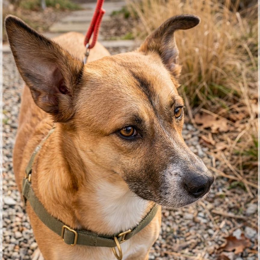 Взрослый пёс в добрые руки