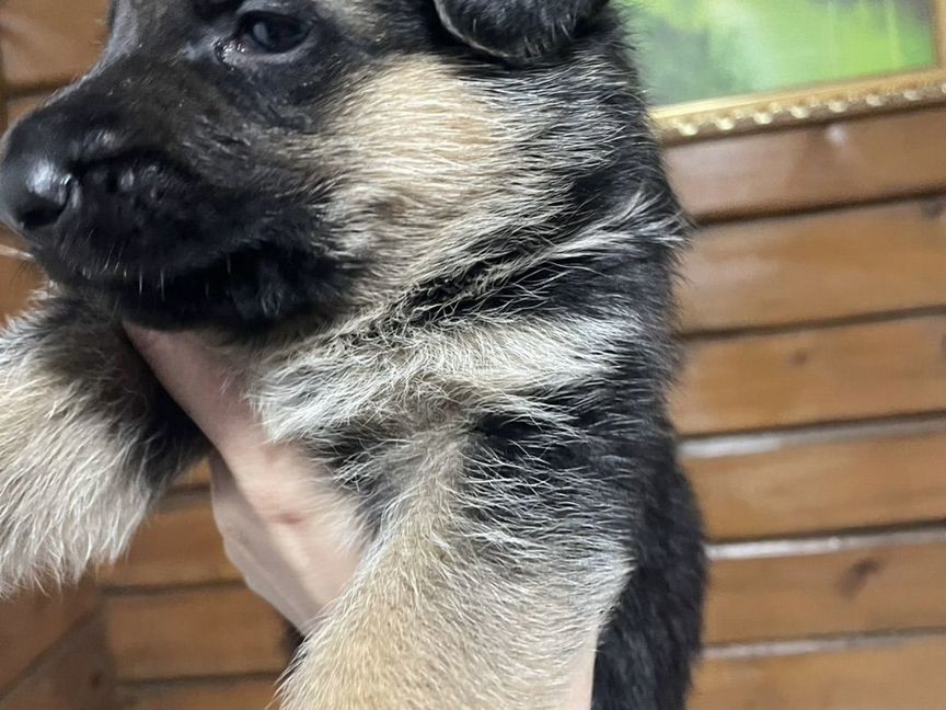 Немецкая овчарка