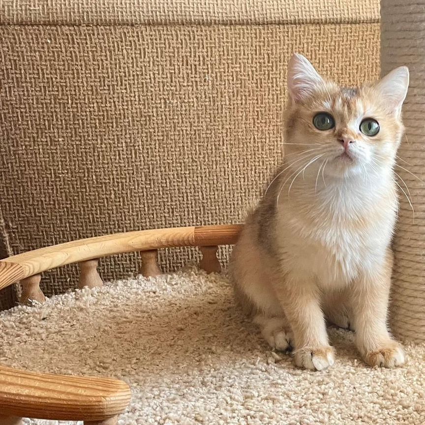 Котик золотая шиншилла