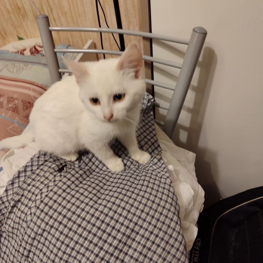 Отдам котенка в добрые руки белый