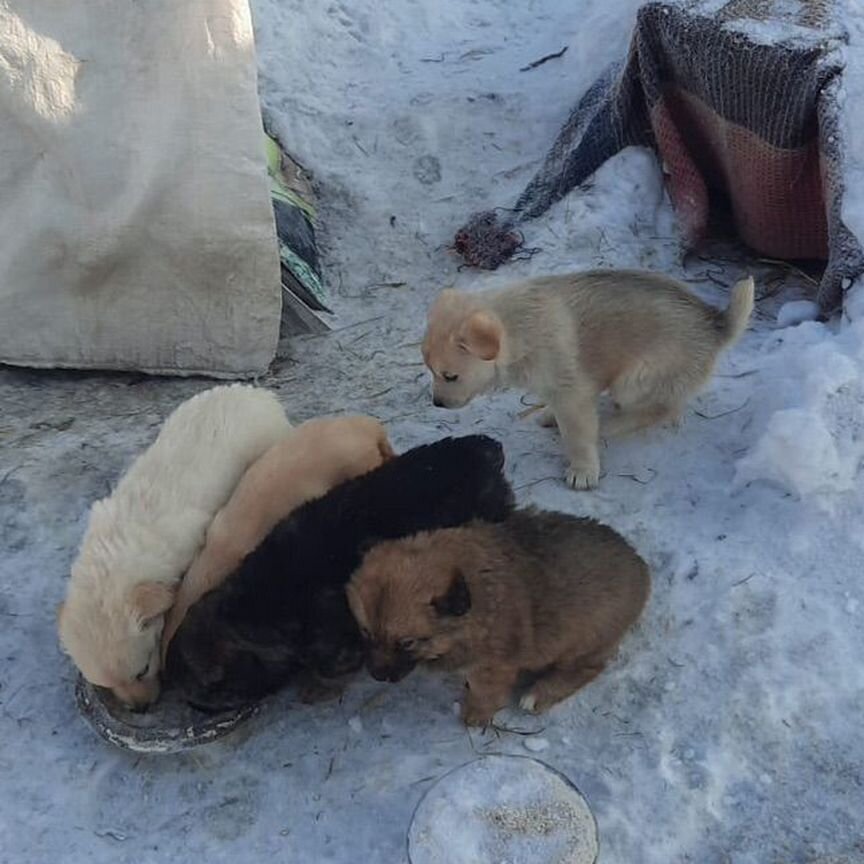 Щенки в добрые руки