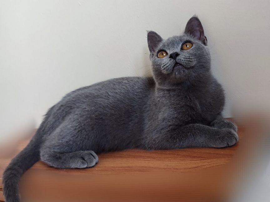 Кошечка, возраст 4 месяца