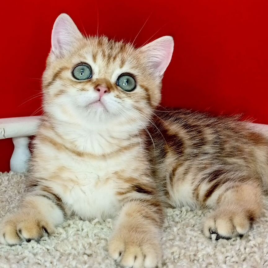 Шотландские котята
