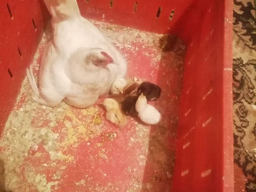 Квочка Бентамка с цыплятами