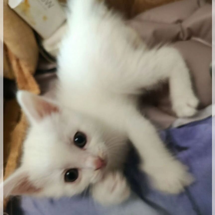 Котёнок в добрые руки