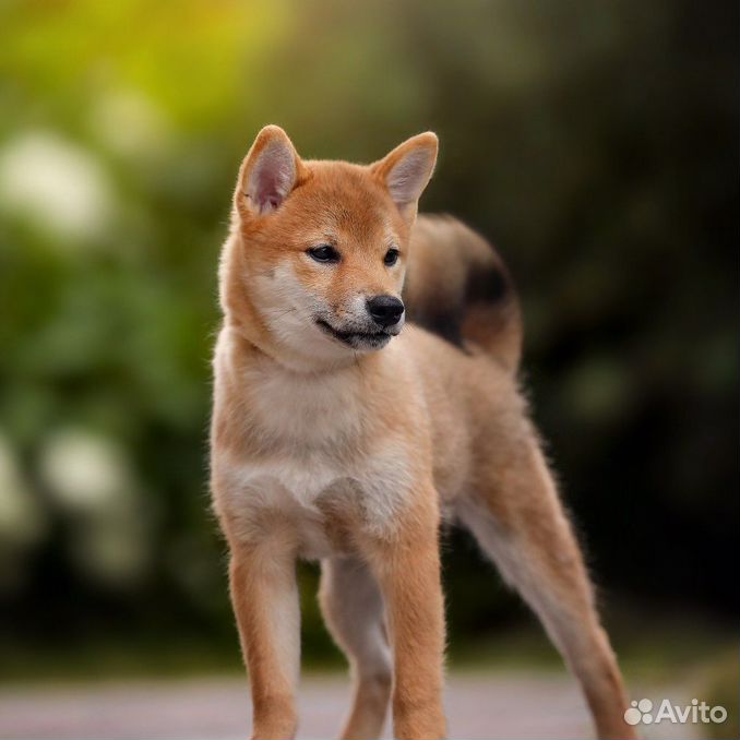 Сиба ину девочка бебик