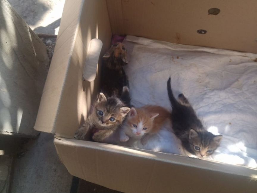 Котята в добрые руки безплатно