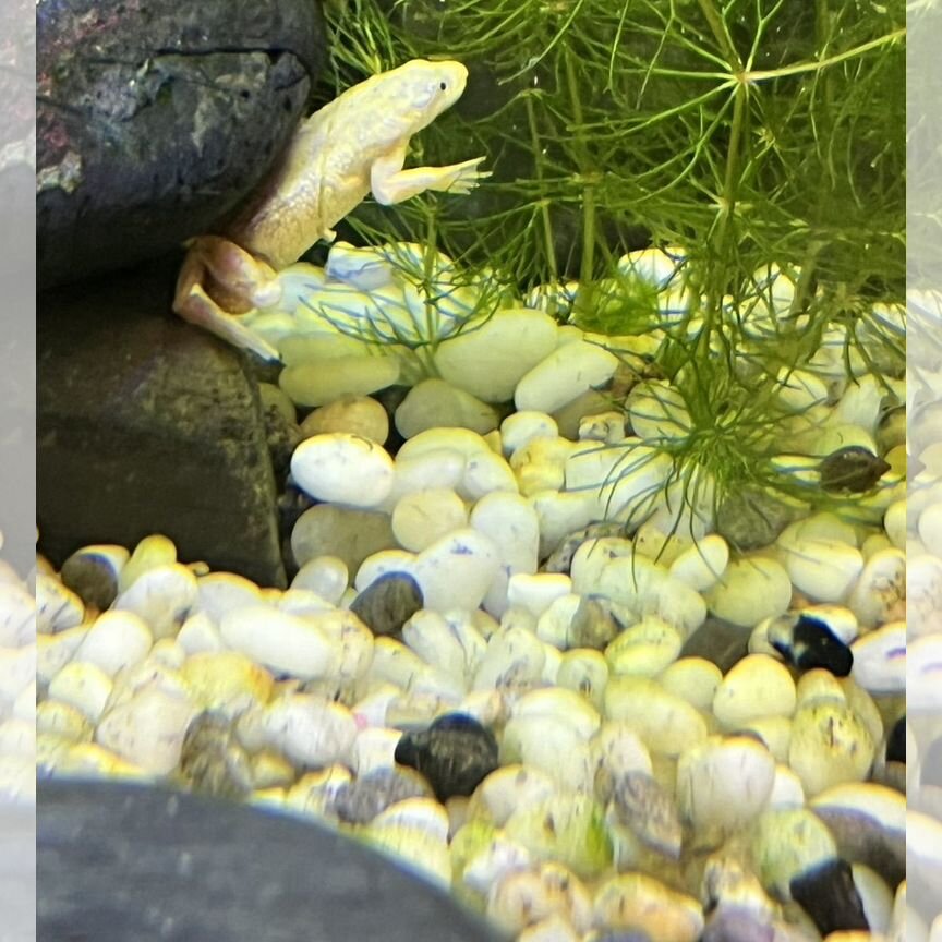 Карликовые лягушки аквариумные