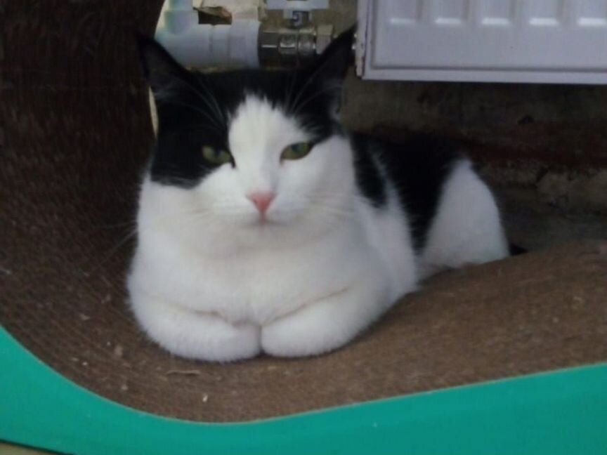 Котенок бобтейл (короткий хвост)
