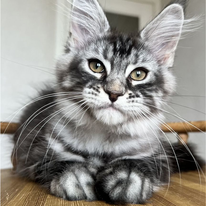 Мейн-кун котёнок