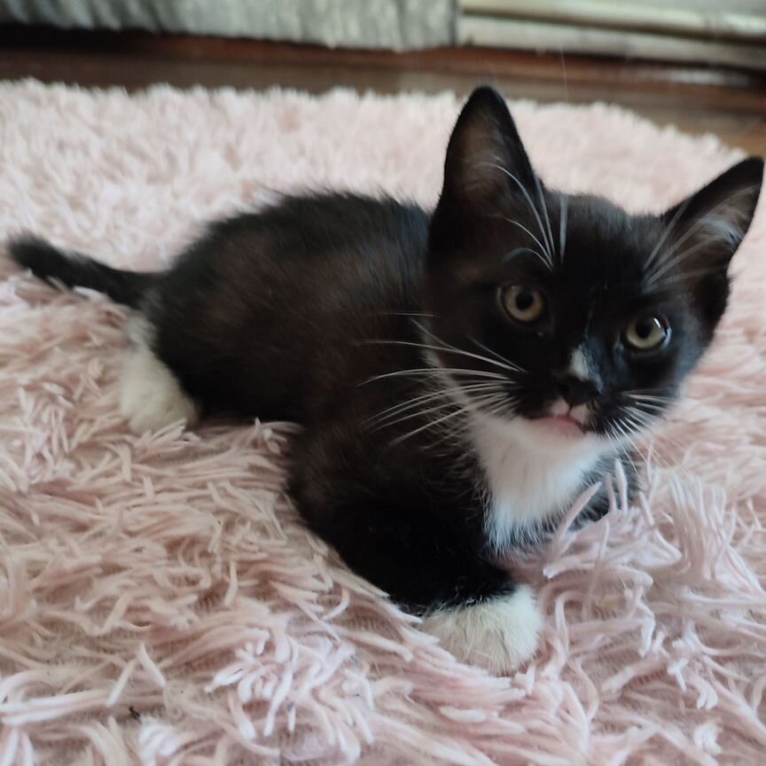 Котёнок в добрые руки