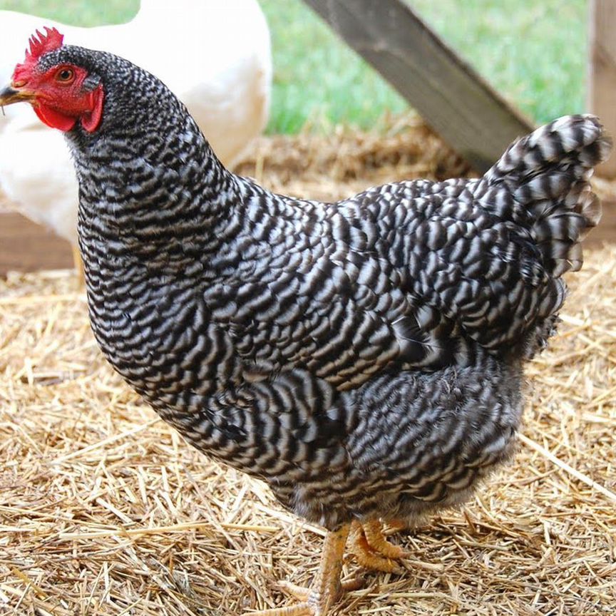 Куры молодки доминант