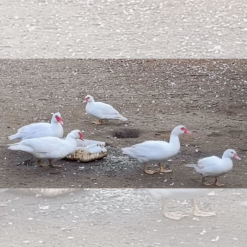 Индоутки Шептуны