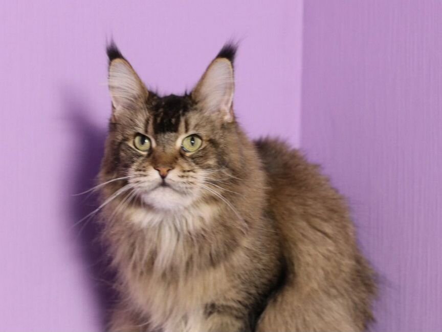 Мейн-кун Майя в добрые руки бесплатно