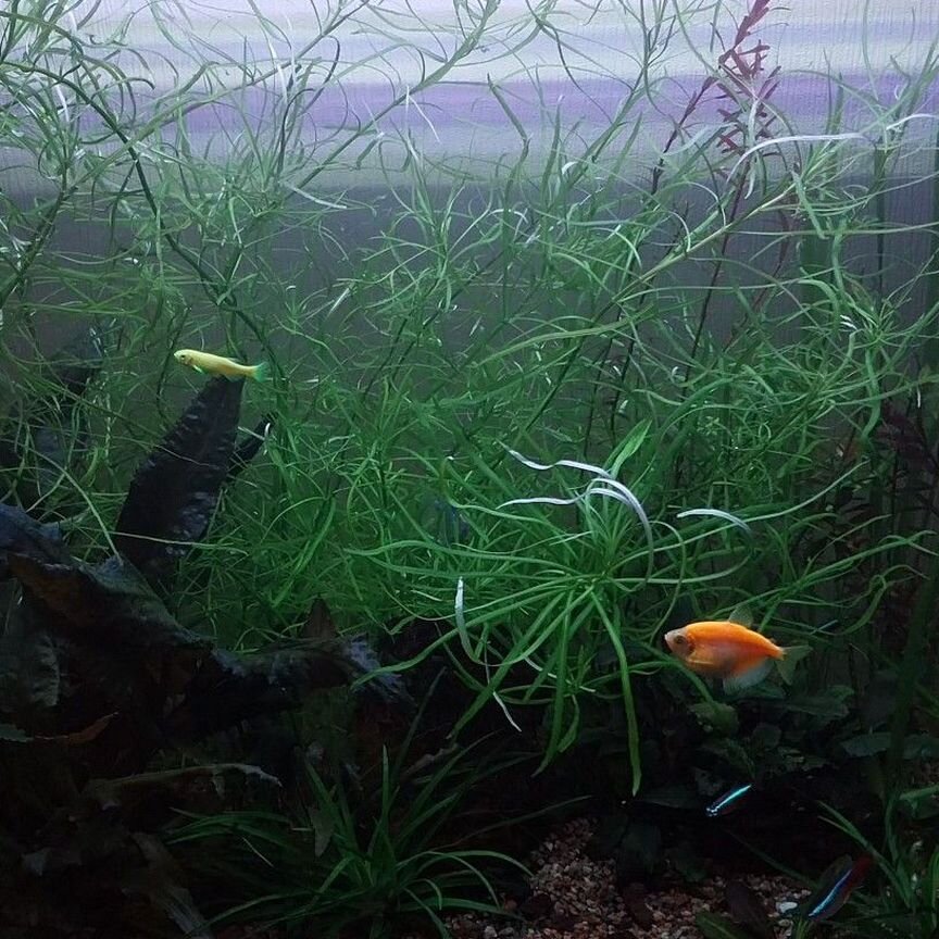 Аквариумные растения
