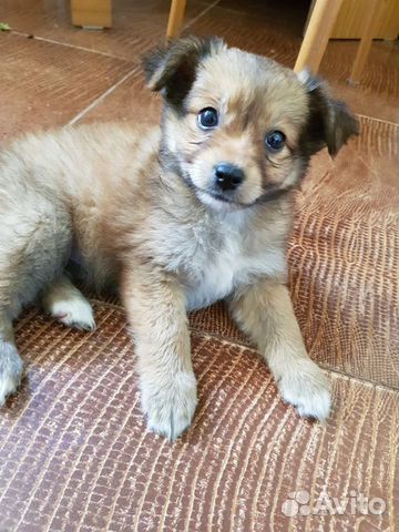 Помесь шпица щенок 3,5 мес