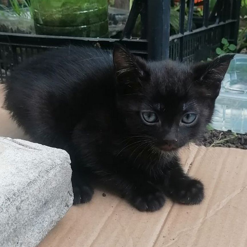 Отдам в добрые руки маленького котёнка