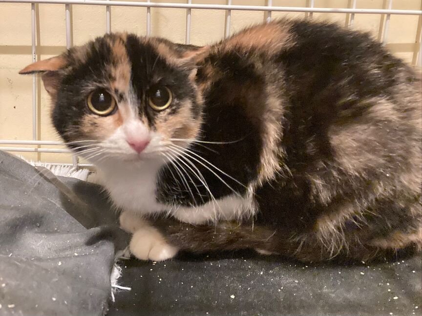 Кошка даром, в добрые руки. Могут вернуть на улицу