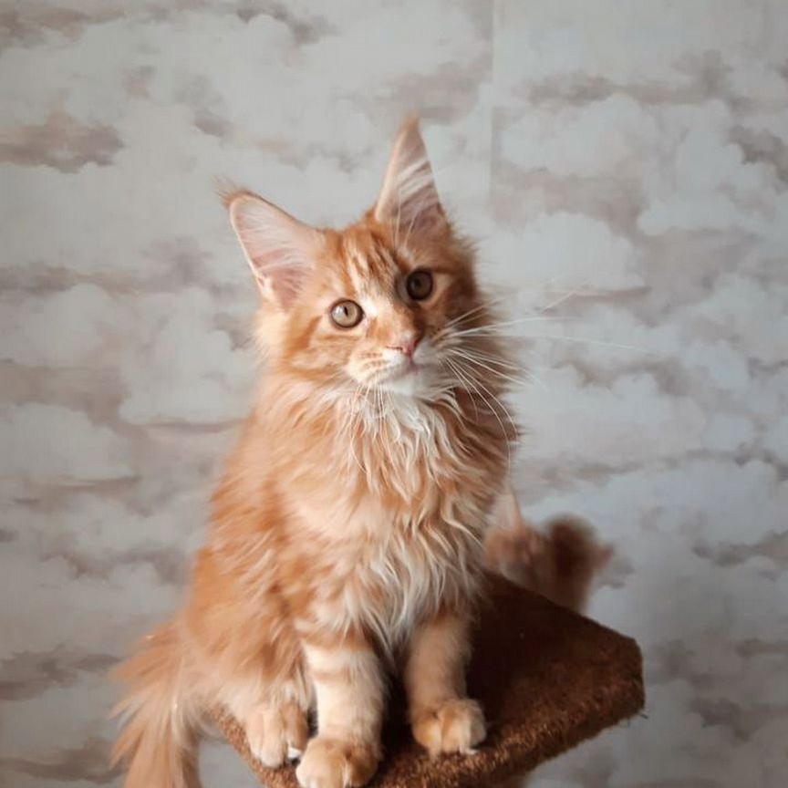 Котенок девочка