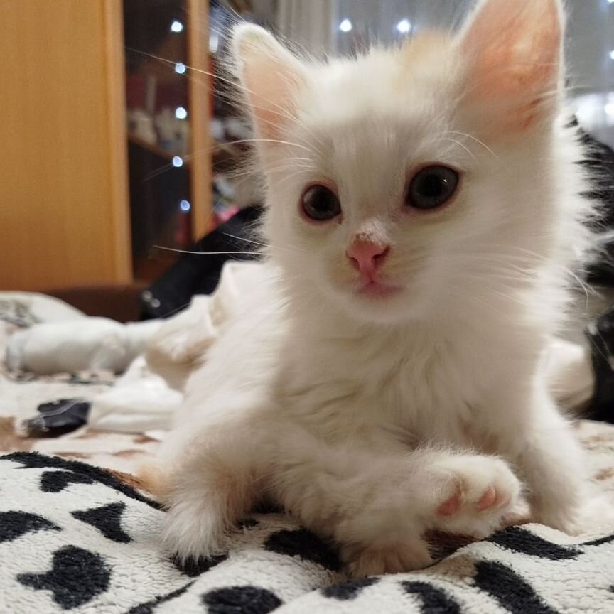 Котёнок от частного владельца