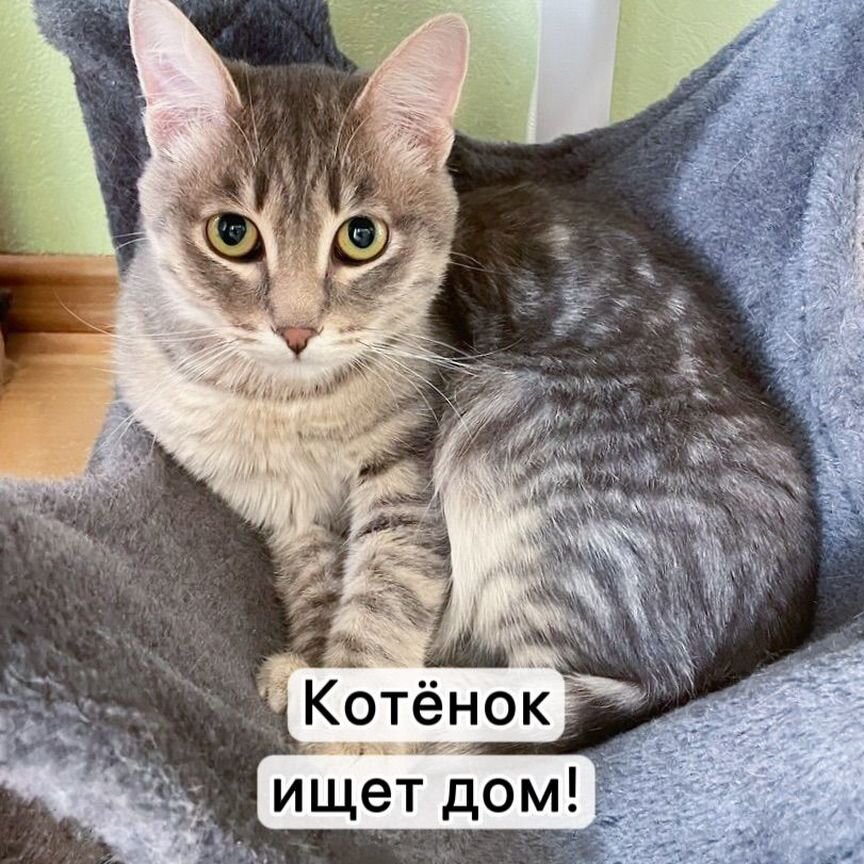 Котёнок в добрые руки