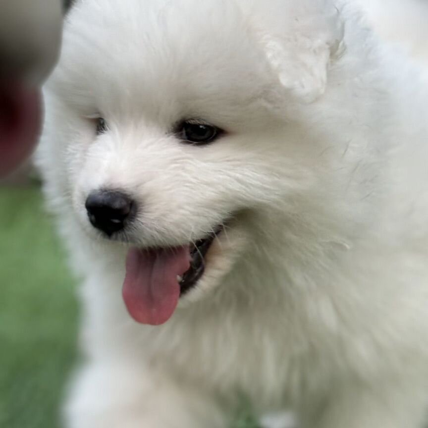 Самоеды-мишки