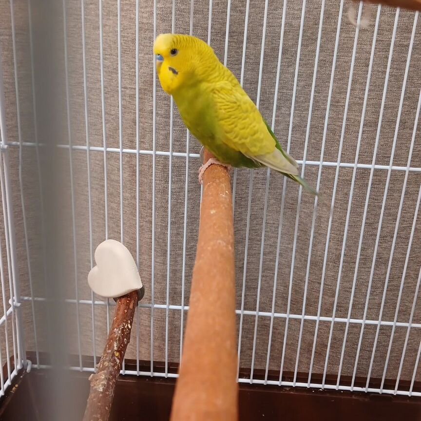 Волнистый попугай самец