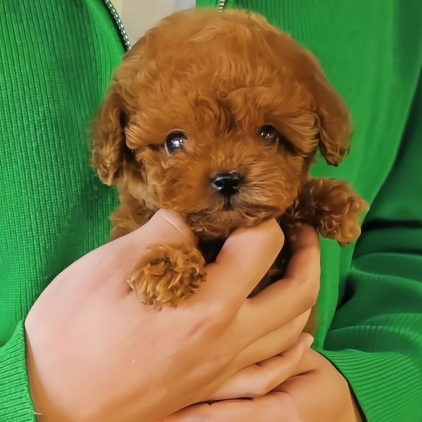 Той-пудель, щенок