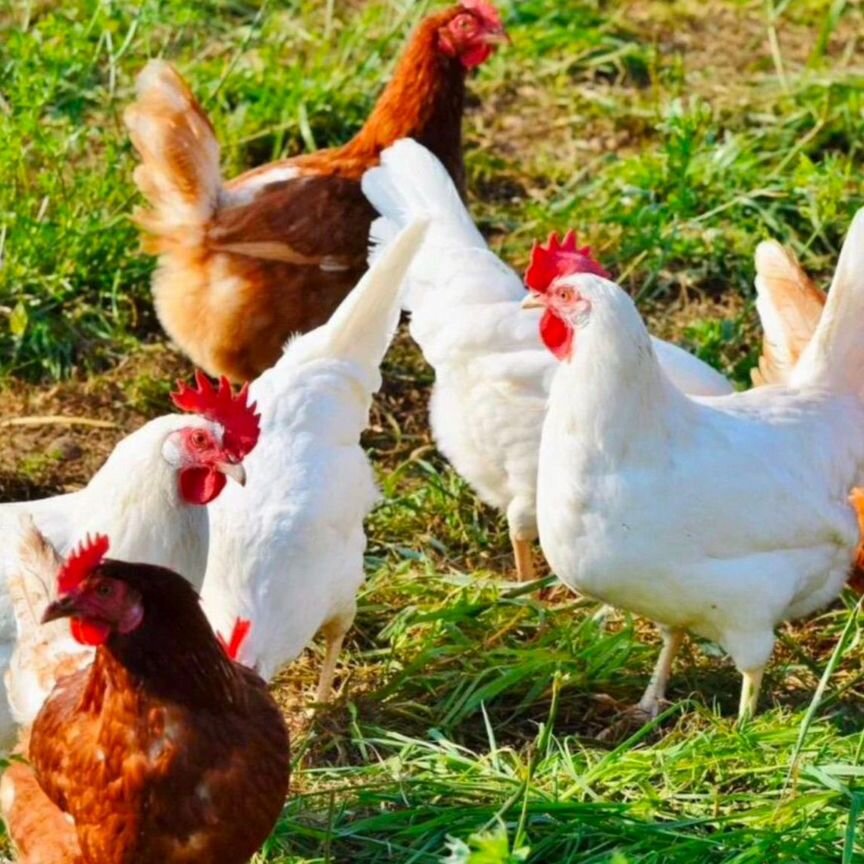 Куры высокой яйценоскости с фермы