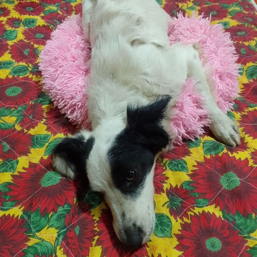 Собачонка-мальчонка