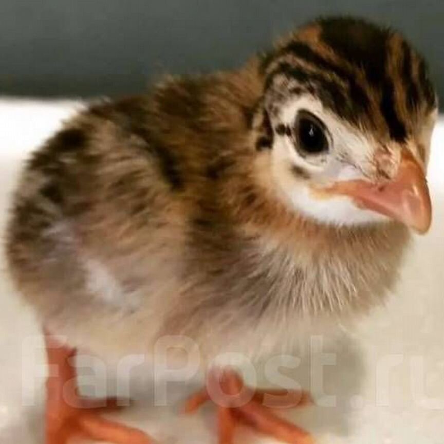 Цесарка бройлерная Франция