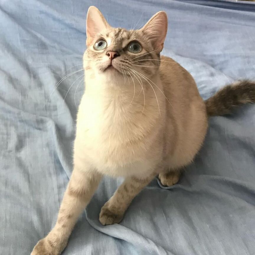 Кошка бесплатно