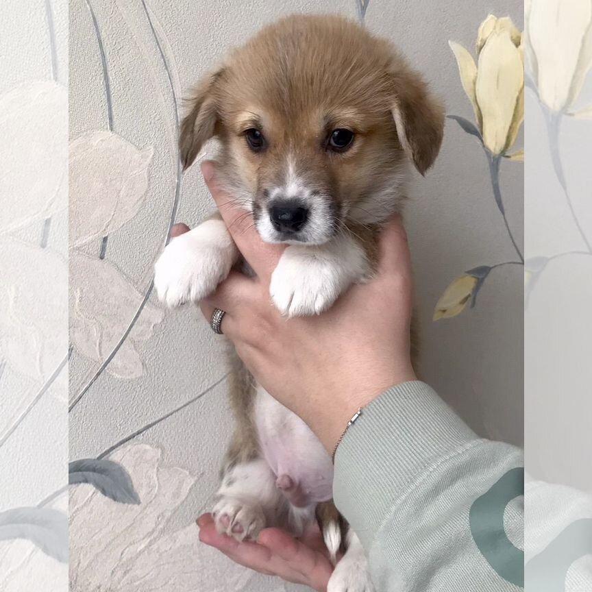 Вельш Корги Пемброк, щенок