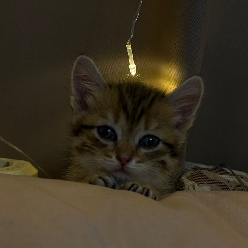 Милая девочка Ириска