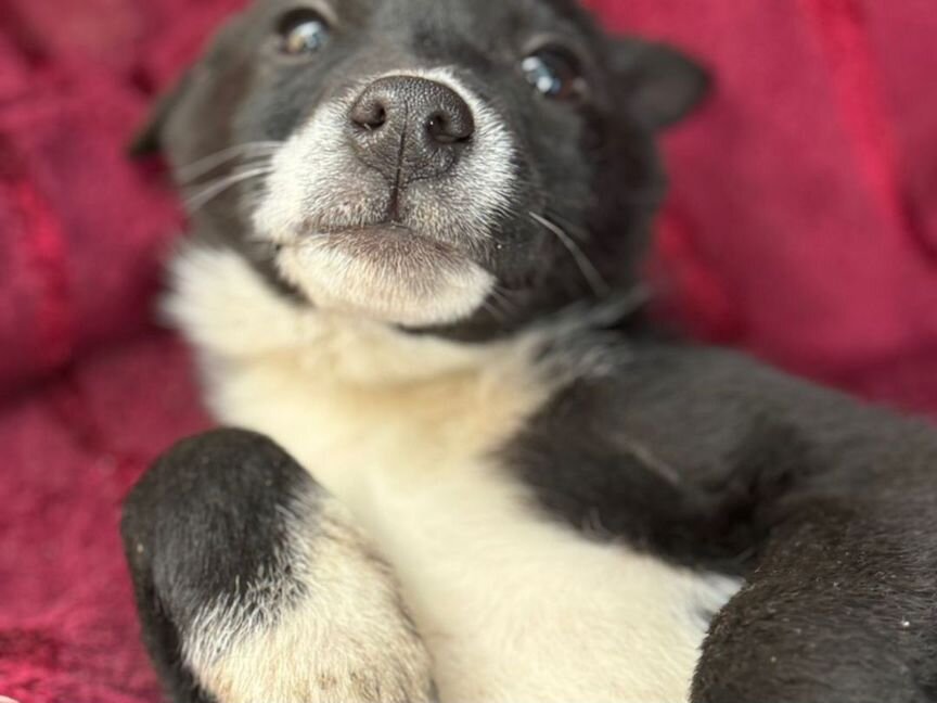 Шикарный парень ищет дом