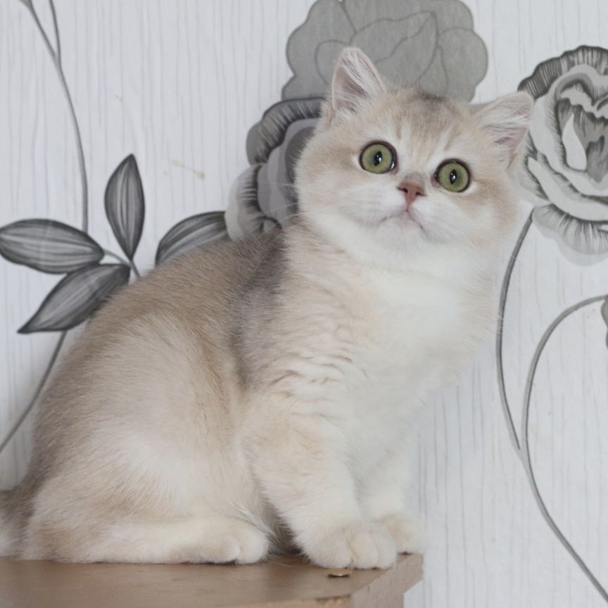 Голубая золотая шиншилла