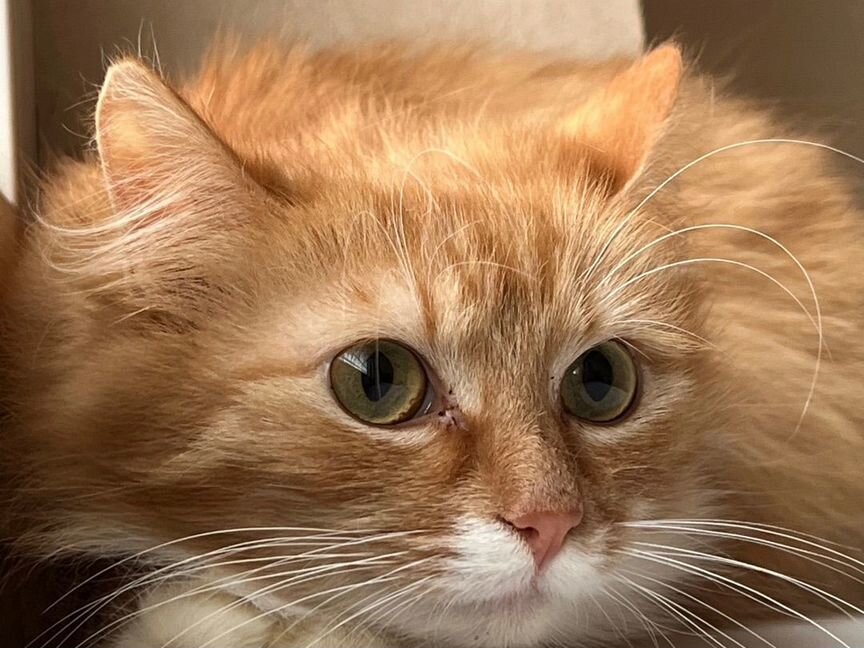 Шанс для кошки