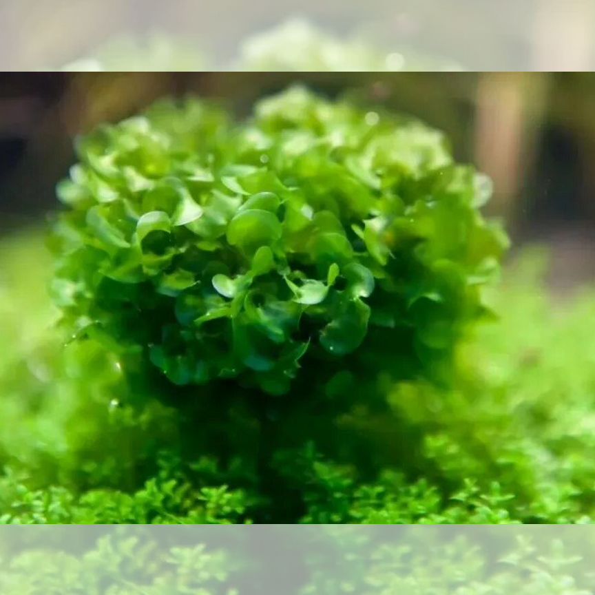 Папоротник ломариопсис - Lomariopsis lineata