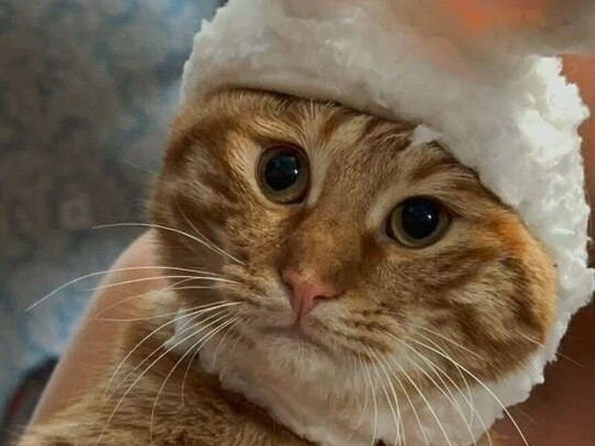 Кот-блогер ищет невесту