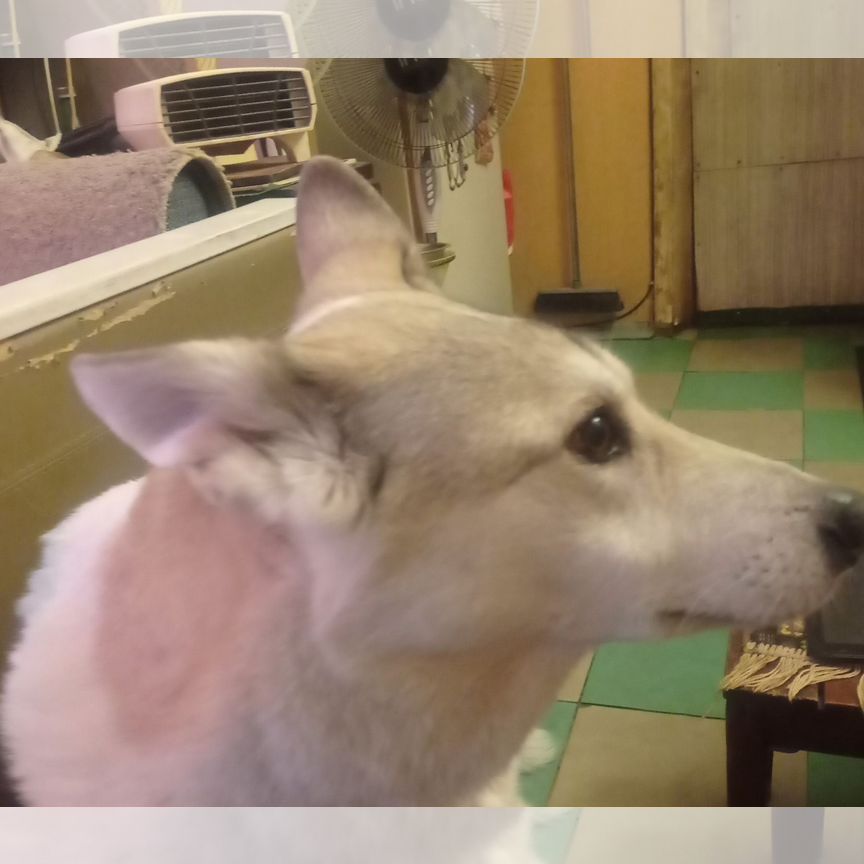 Восточносибирская лайка, взрослый пёс