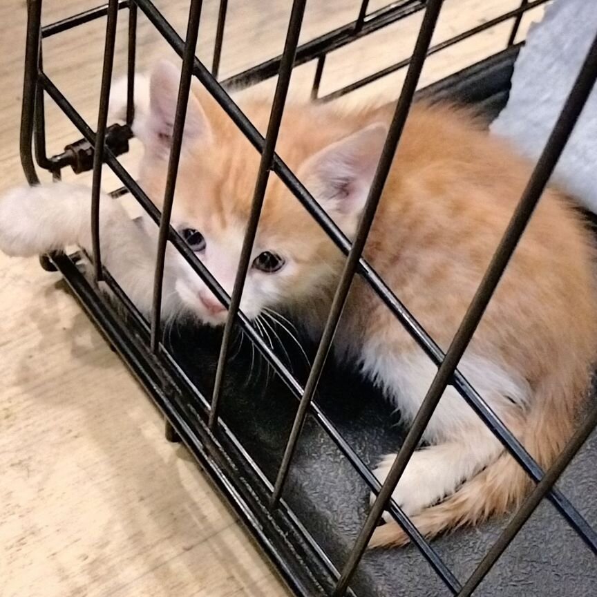 Котёнок в добрые руки