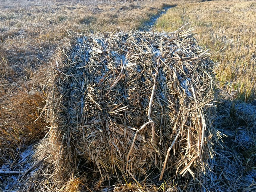 Сено в рулонах