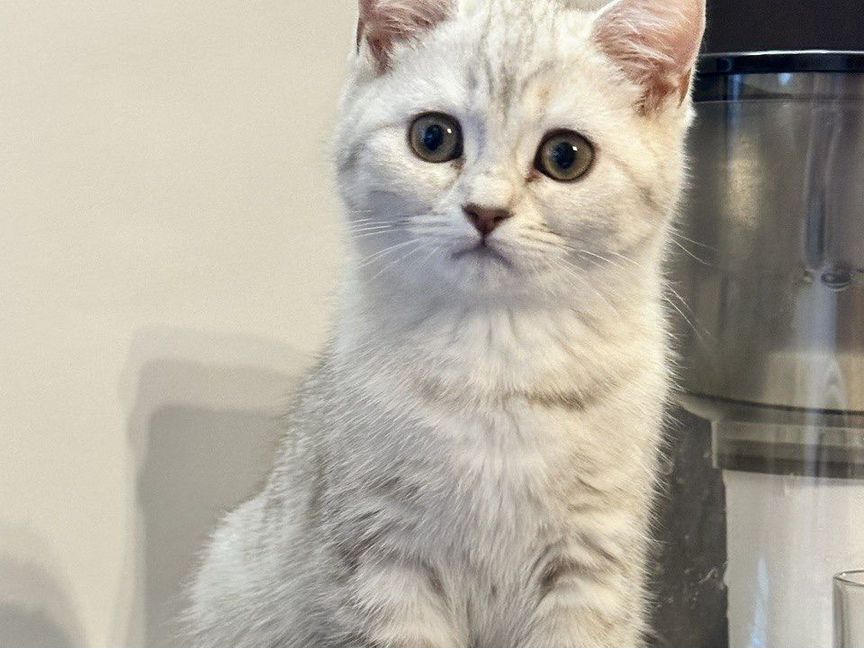 Белый британский котенок